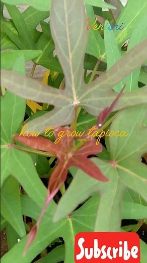 How to grow tapioca plant in home#gardening #greenplant#shorts