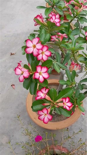 #shorts Adenium Plant Winter Care. #viral #adenium #gardening