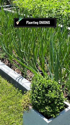 When to Plant Onion Bulbs in Your Garden: A Guide