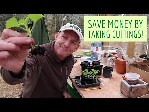 How to Take Geranium Cuttings - Save Money and Get Free Plants!