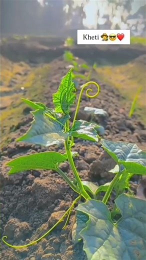 #love #farming #viralvideo