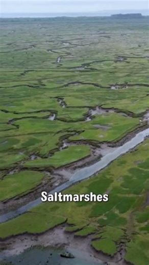 4.9K views · 104 reactions | Today is the first World Saltmarsh Day!...