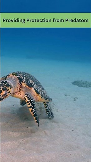 Why do turtles have hard shells?