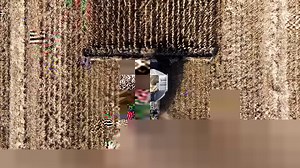 47K views · 768 reactions | LA PIU' GRANDE TESTATA DA MAIS DEL MONDO...In questo video potete vedere la testata mais più grande del mondo, è cioè la Geringhoff da 24 file, con una distanza tra le file di 75 cm e una larghezza di lavoro di 18 m, impegnata nella raccolta del mais davanti a una @agcocorp IDEAL 10T in Sud Africa! Un cantiere di raccolta da Paura! #NewsAgricoltura | NewsAgricoltura | Facebook