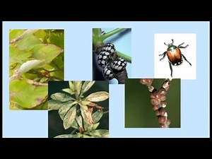 Integrated Pest Management | Pest Control For Trees & Landscapes | Virginia Arborist