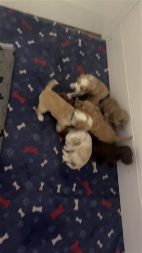 Adorable babies getting big. Australian Labradoodles #Labradoodle. | Country Club Labradoodles | Facebook