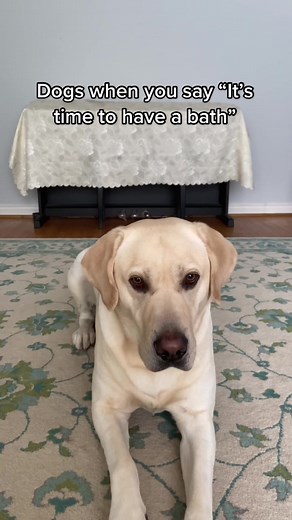 Anyone else’s pet hate baths? #dog #puppy #funnydog #cutedog #dogs #fypシ