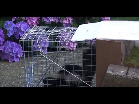 Trapping a skunk without getting sprayed!