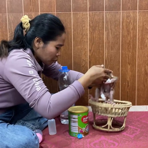 8.3K views · 341 reactions | Hungry Ronaldo Impatient To Wait Mom Mixing Formula Milk. . . #fblifestylelife #fblifestyle #fblifestylemanagement #fblifestyletyle #fblifestylechallenge #fblifestyle #reel #cute #animals #lovely #newbornbabymonkey #monkey | Cute Baby Monkey | Facebook