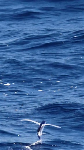 10K views · 493K reactions | Best boredom buster for a long chug - film flying fish. | Aftermath Sportfishing | Facebook