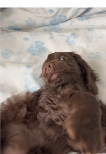 Cocker Spaniel Puppy Biting: A Cute Moment Captured