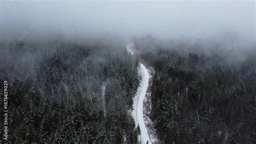 Remote Snow Covered Winter Green Trees in Dense Lush Forest. Canadian Forestry, Lumber Logging Industry. Winter Landscape over Forest Trees Low fog and clouds on gloomy winter day.