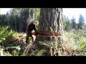 MIKE RICE TIMBER FALLING!!!