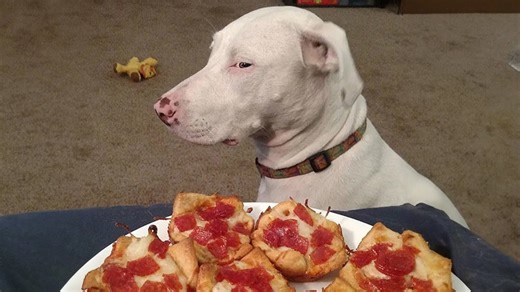 Watch: Dogs Go Wild In A Hilarious Rampage