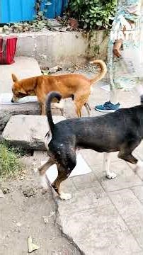 Too Hungry to Wait… They Need Help Now 🐶🥺