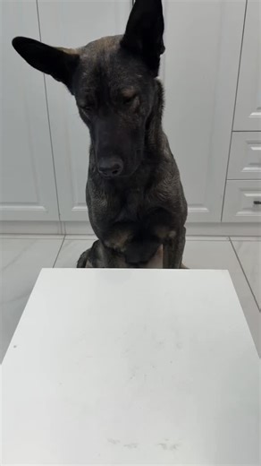 Sleep New on Instagram: "The big-eater dog is back again, and today‘s menu is quite a feast!"