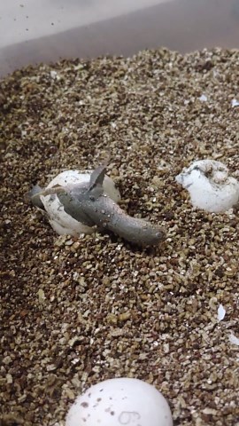 San Diego Zoo welcomes endangered softshell turtle species