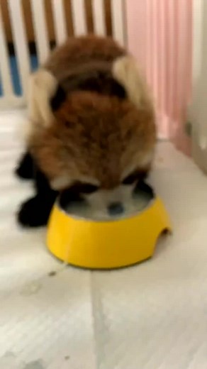 Deliciously Loud Meal: Red Panda Dining Experience