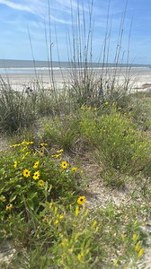 Maca root is also known as Peruvian ginseng. It has energizing effects, but also acts to reduce inflammation, anxiety and stress and promote an overall state of well being by acting on neurotransmitter pathways including dopamine, norepinephrine and serotonin. It also has been found to improve libido and reduce perimenopausal symptoms. Ashwaghanda is another adaptogen that has been used Ayurvedic medicine for thousands of years. It has multiple effects, including anti-inflammatory and immunomodu