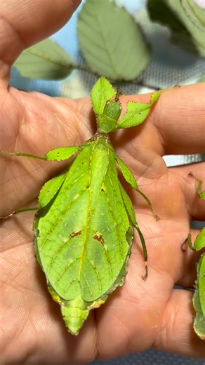 Adult shiny females and eggs of Phyllium gardabagusi Mt. Agropuro 🇮🇩🌋🫐 #phasmatodea | Phylliidae - Leaf insects