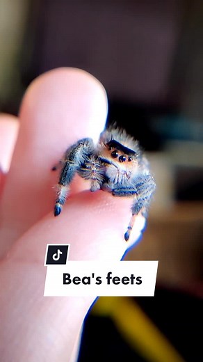 Busy Bug Life: Bea's Feets