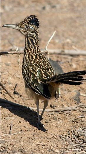 Greater Roadrunner 🏜️ The Fastest Bird of the Desert | Amazing Wildlife Short #Shorts #reels #nature