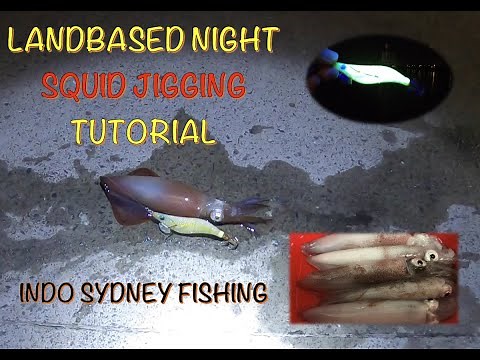 Landbased how to catch squid at night Botany Bay
