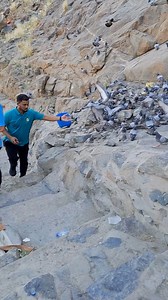 477K views · 10K reactions | Beautiful Pigeons Playing in Makkah Mountain  | Fares Creations | Facebook