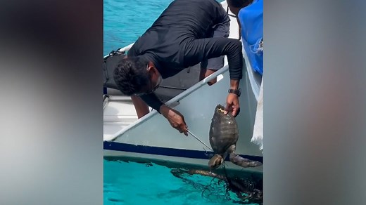 744K views · 15 reactions | These boat guides knew exactly what to do when they spotted a turtle stuck in trash! | USA TODAY Video | Facebook