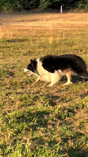 #dogs #bordercollies #dogtraining #workingdogs #sheepherding #workingdog