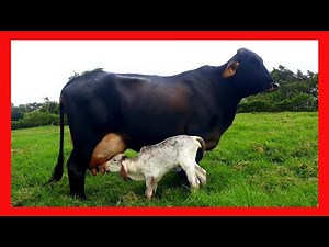 🏆 BIOTIPO ADECUADO DE GANADO PARA EL 🔴 MEJORAMIENTO GENETICO BOVINO ✅ (VACAS LECHERAS Y CARNICAS)