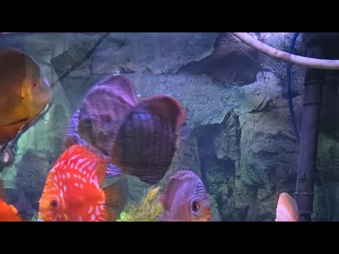 Discus North is live!