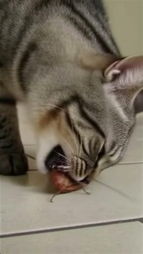 cat and coacroach @AI video