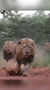 878K views · 29K reactions | Questions before bedtime on Reels | Facebook