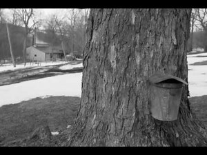 Steyer Family Maple Syrup - Garrett County Maryland