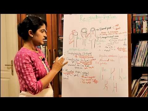 THE DEVELOPMENT OF THE LUNGS AND THE RESPIRATORY SYSTEM-HUMAN EMBRYOLOGY-DR ROSE JOSE MD
