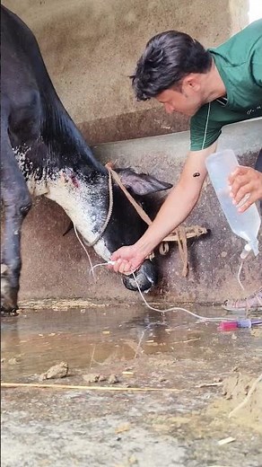 Intravenous Infusion of dextrose in jugular vein#iv saline for a cow