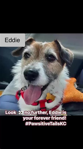 No tossed salad or scrambled eggs here. Just a cute little dude looking to hang out with you in your favorite chair. Eddie is an 9-year-old wire-haired Jack Russell Terrier who weighs about 20 lbs. He’s calm and subdued and REALLY enjoys lap naps. He is fine with other dogs, and he passed the cat test. Probably no small children for him, as he might get grumpy with them. Eddie was a perfect gentleman for grooming, and he’s house trained. He’s neutered, vaccinated and microchipped. He’s also on p