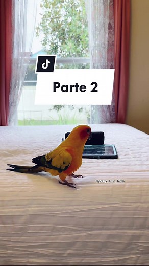 Dancing Sun Conure: Cute Bird Moves and Mucoca de Cotora Sol