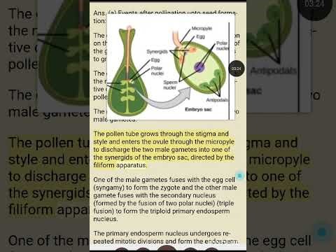 Explain the events after pollination leading to the formation of a seed in angiosperms.