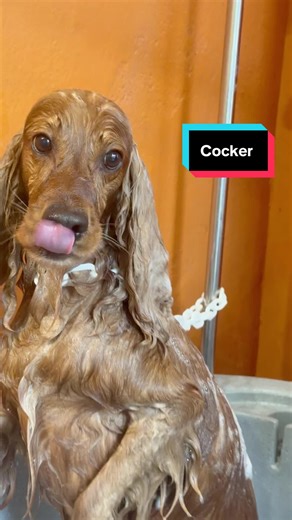 Έχετε δει πιο συνεργάσιμο Cocker Spaniel; Εμείς πάντως όχι 😂✌🏼 #cockerspaniel #cockerspanielpuppy #fy #viralvideos