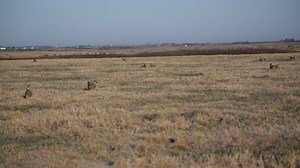 7.3K views · 164 reactions | A sneak peek at this Saturday's unique Prairie Chicken Festival in Kellerton! Details: iowadnr.gov/events | Iowa Department of Natural Resources | Facebook