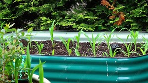 Maize,sweetcorn, growing in a raised metal vegetable bed. Moving gently in the wind.