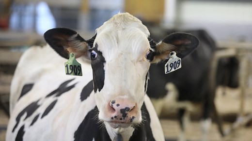 What is dual-purpose beef? New business in Perry, NY, is an example