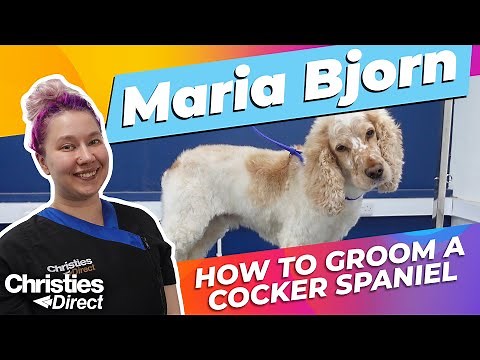 Maria Bjorn: How to Groom a Cocker Spaniel