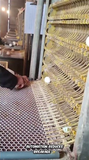 Rotating Conveyor System for Efficient Egg Sorting and Handling