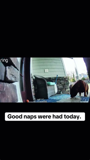 Cuddly Hound Adventures: A Perfect Dog Day