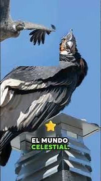The Condor: King of the Andes and Guardian of the Sky