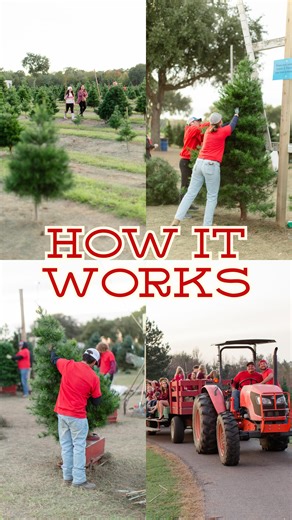 First time cutting a Christmas tree at our farm? Here’s how it works! #cutyourownchristmastree #familytradition #oldtimechristmastreefarm | Old Time Christmas Tree Farm