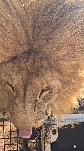 1.1M views · 14K reactions | How to Unload Lion Brothers #cat #fun #wild | Kevin Richardson | Facebook